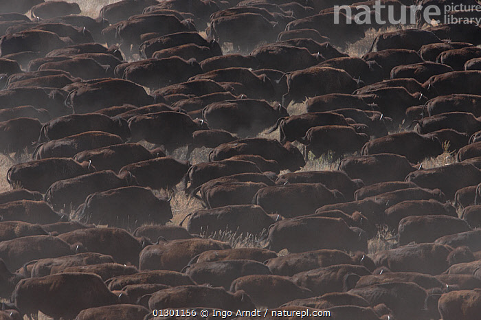 Stock photo of American Bison (Bison bison) herd stampeding, South ...