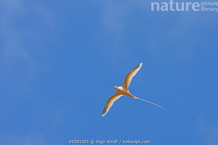 Stock photo of Golden Bosun / Tropicbird (Phaethon lepturus fulvus) in ...