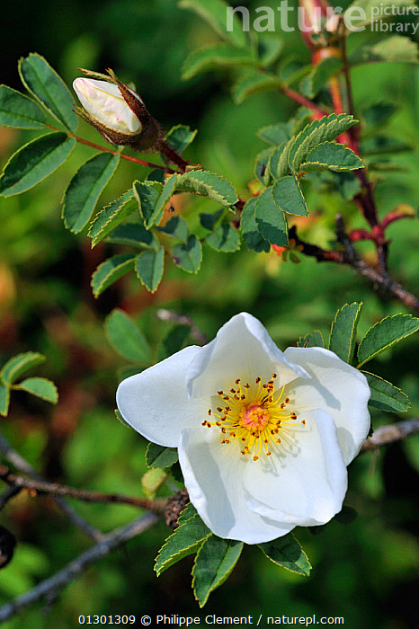 Stock photo of Burnet rose (Rosa pimpinellifolia / spinosissima) in ...