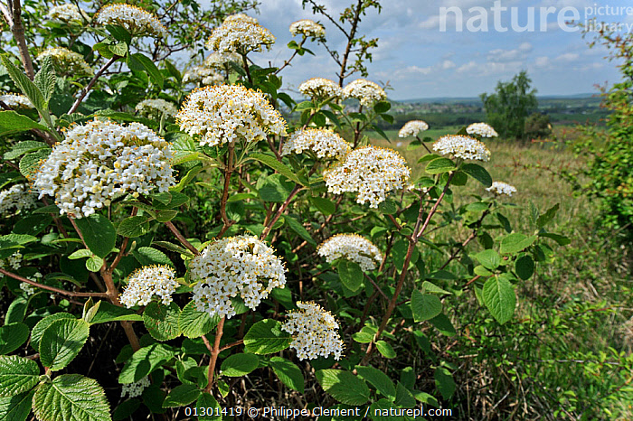 Wayfaring Tree Bare Root Wayfaring Tree Bundle 40/60cm X 250