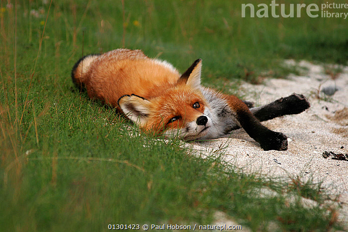 Stock photo of Red fox (Vulpes vulpes) resting on sandy beach, England ...