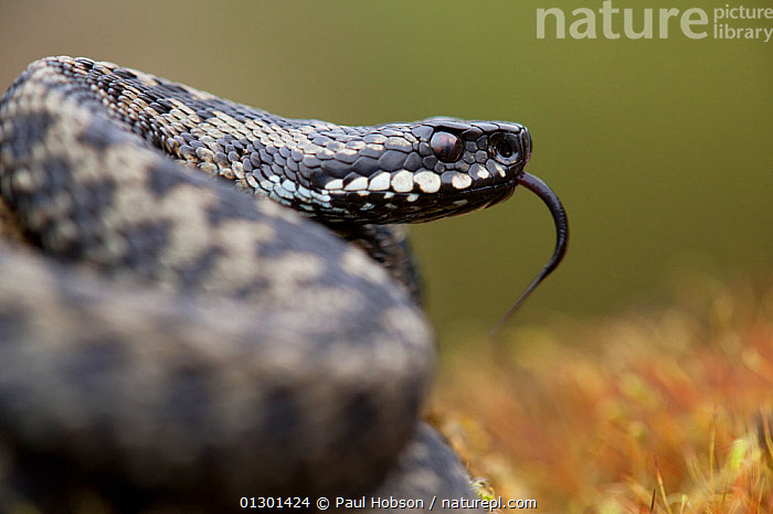 Stock photo of Adder (Vipear berus) head portrait, coiled with tongue ...