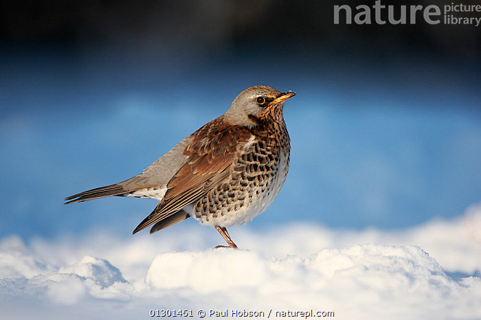 Stock photo of Fieldfare (Turdus pilaris) in snow, Peak District ...