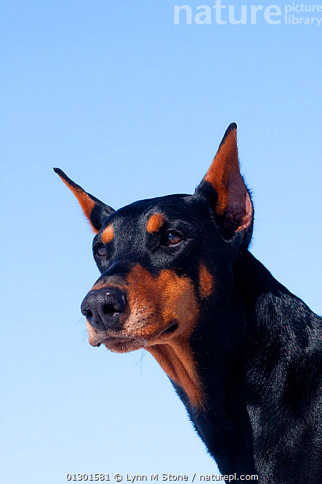 Doberman Pinscher Cropped Ears 0828