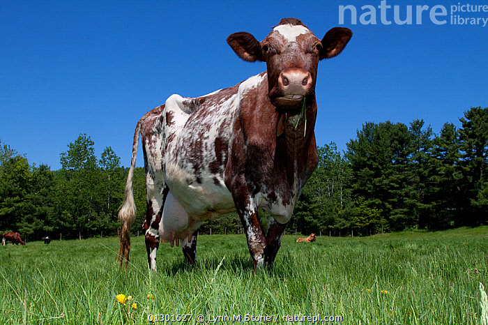 Roan Shorthorn Cattle The Oldest SA Beef Shorthorn Herd Excels In The