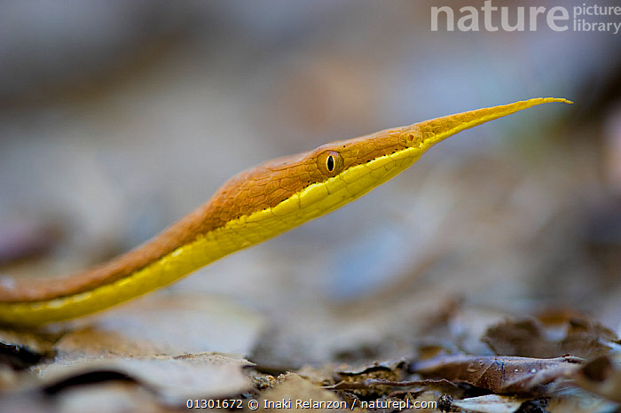 Stock photo of Leaf nosed twig snake (Langaha madagascariensis) male ...