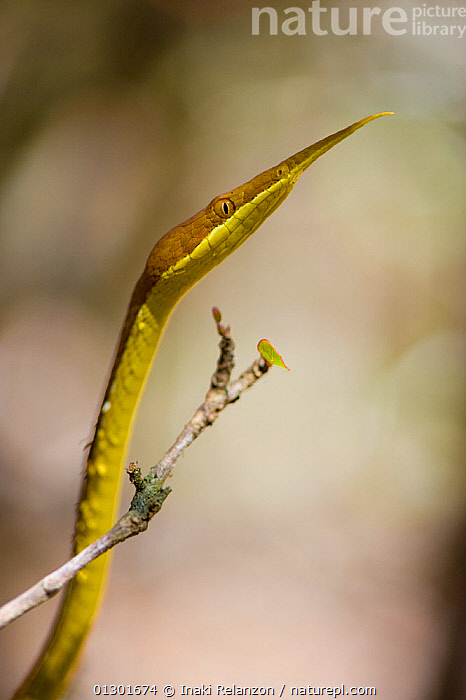 Stock photo of Leaf nosed twig snake (Langaha madagascariensis) male ...