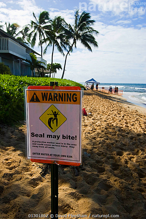 Stock photo of "Seal may bite" warning sign for Hawaiian monk seals ...
