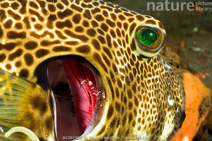 Stock photo of Giant / Star pufferfish (Arothron stellatus) opening ...