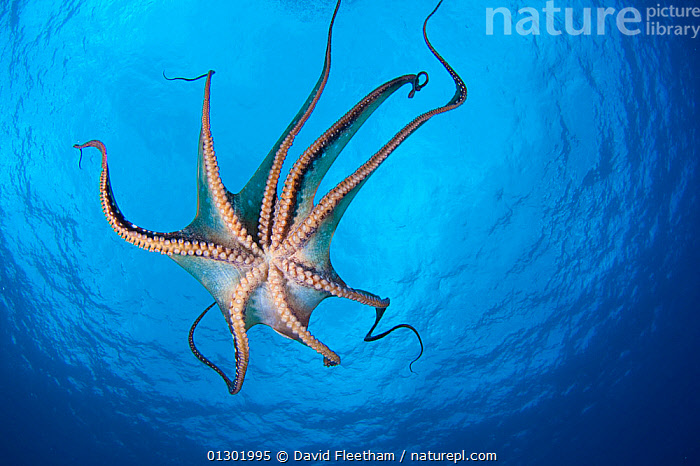 Stock photo of Common reef octopus (Octopus cyanea), Hawaii.. Available ...