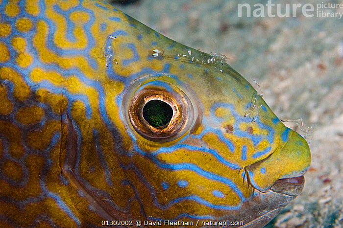 Stock photo of Golden rabbitfish (Siganus guttatus) being cleaned by ...