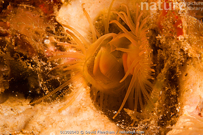 Stock photo of Fragile file shell (Lima fragilis) swimming by flapping ...