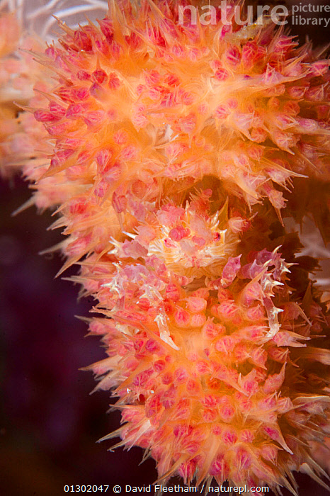 Stock photo of Perfectly camouflaged Soft coral spider crab (Hoplophrys ...