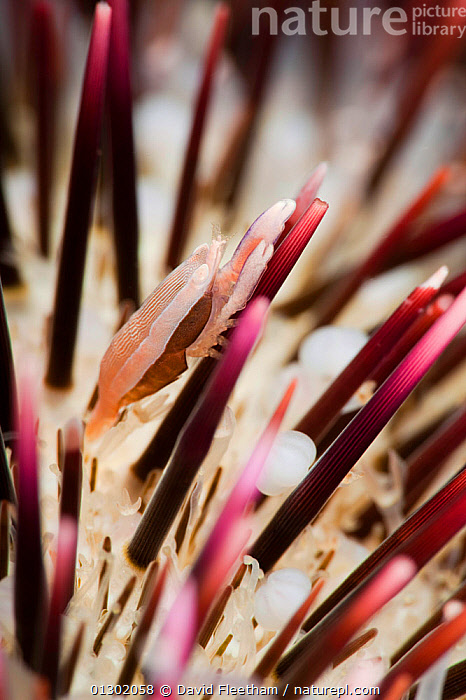 Stock photo of Miner's urchin shrimp (Gnathophylloides mineri ...