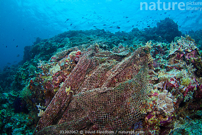 Stock photo of Lost fishing net covering coral reef, Philippines ...