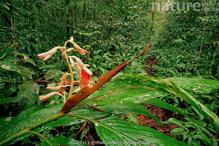 Stock photo of Wild ginger plant (Zingiber sp) flowering in the lowland ...