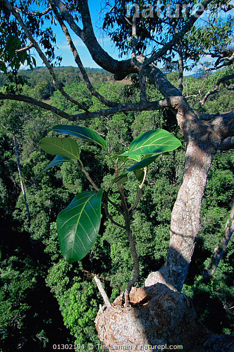 Stock photo of Strangler fig (Ficus stupenda) seedling growing in a ...