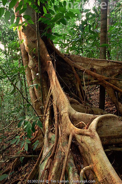 Rainforest Strangler Fig