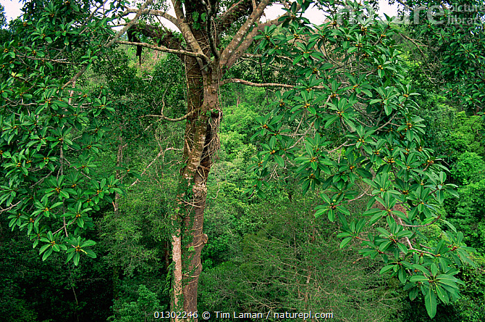 Stock photo of Strangler Fig (Ficus stupenda) growing on its host tree ...