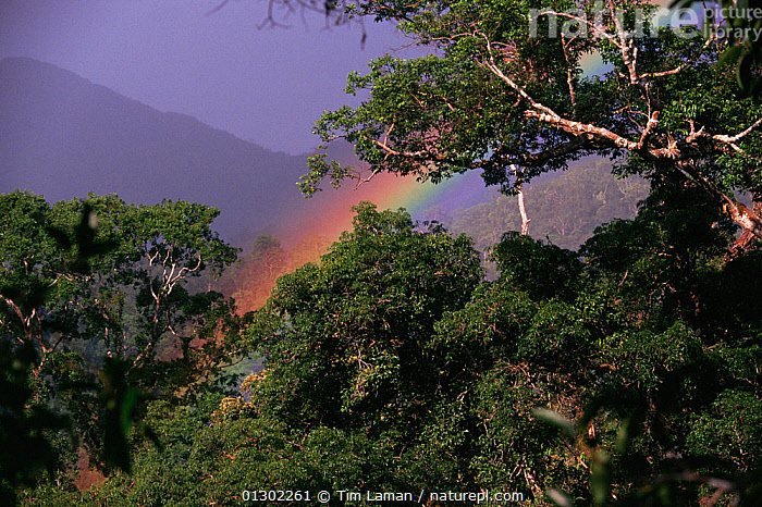 Stock photo of Canopy level view of the lowland rainforest with a ...