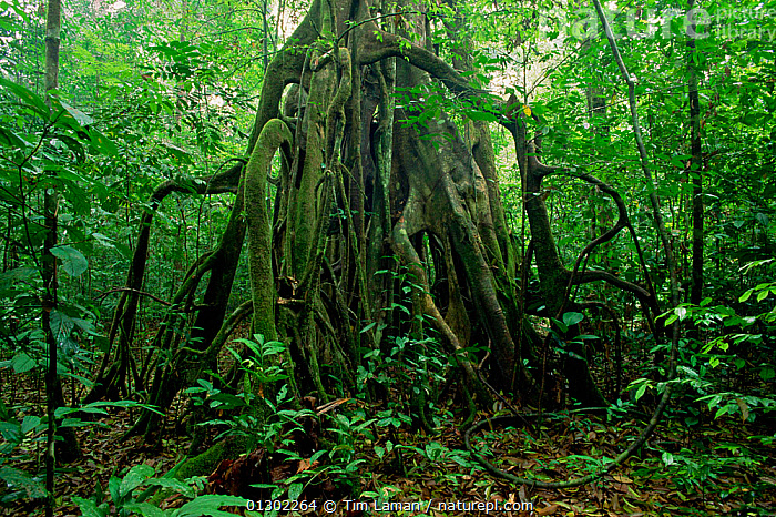 Stock photo of Strangler Fig (Ficus kerkhovenii) tree in the lowland ...