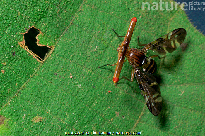 Stock photo of Stalk-eyed Fly (Family Diopsidae) at rest on leaf ...