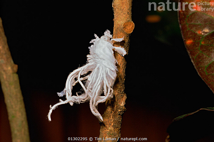 Stock photo of Fulgorid planthopper (family Fulgoroidea) nymph with ...