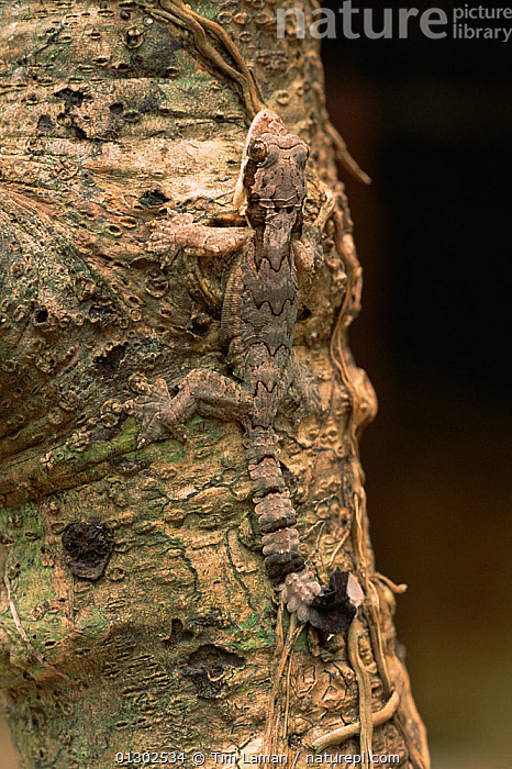 Stock photo of Kuhl's flying gecko (Ptychozoon kuhlii) camouflaged on ...