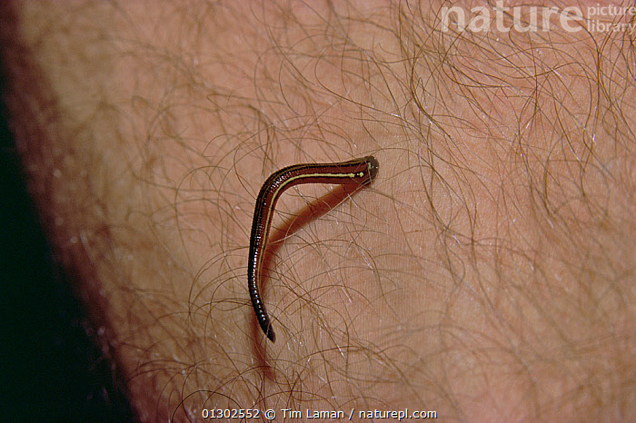 Stock photo of Borneo tiger leech (Haemadipsa picta) feeding on human ...