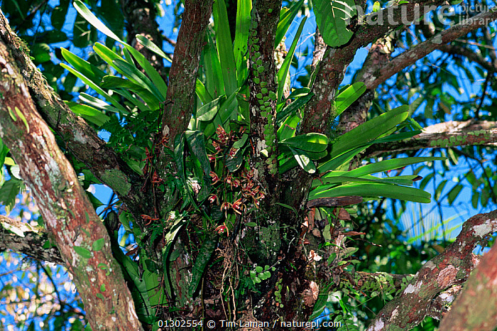 Stock photo of A wild epiphytic orchid growing in the rainforest in ...