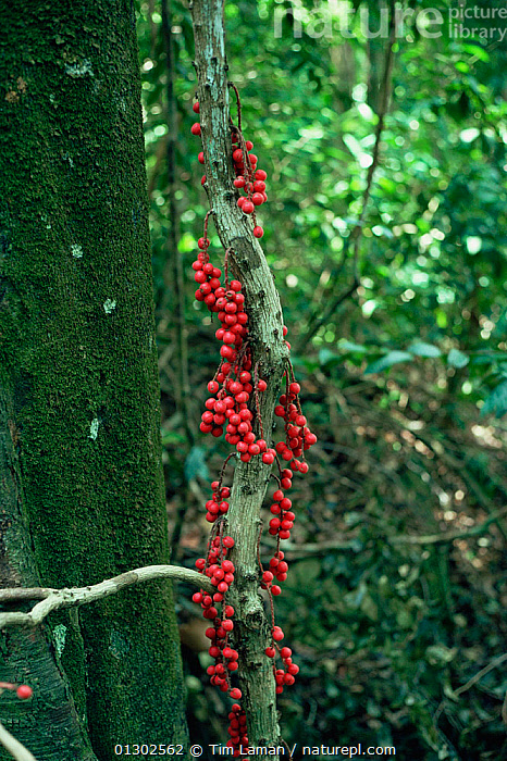 Stock photo of A small fruiting tree (Baccaurea sp) in the lowland ...