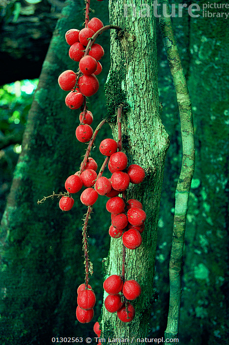 Stock photo of A small fruiting tree (Baccaurea sp) in the lowland ...