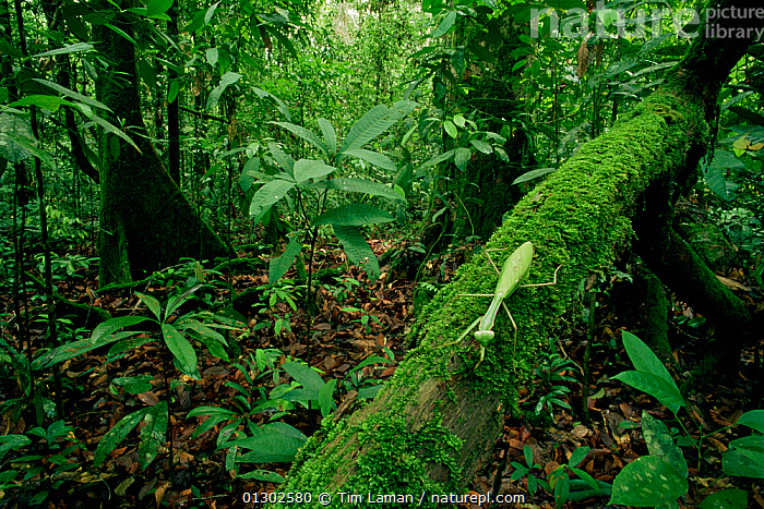 Stock photo of Praying mantis (Mantodea) green leaf mimic type walking ...
