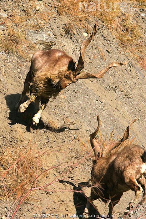 Stock photo of Two Markhor (Capra falconeri) males fighting during the ...