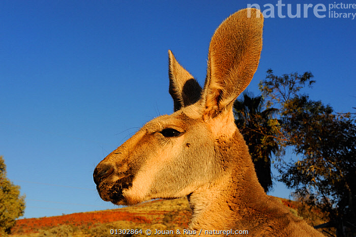 Kangaroo Face Profile Closeup Portrait Of A Red Kangaroo | Premium