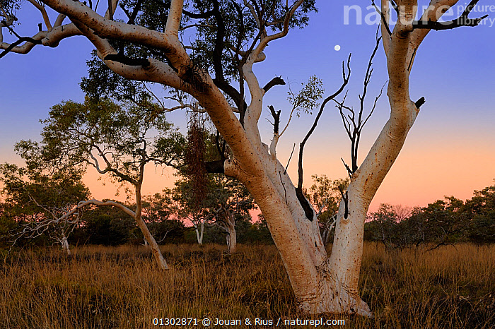 Stock photo of Snappy Gum tree (Eucalyptus leucophloia) under dusk sky ...