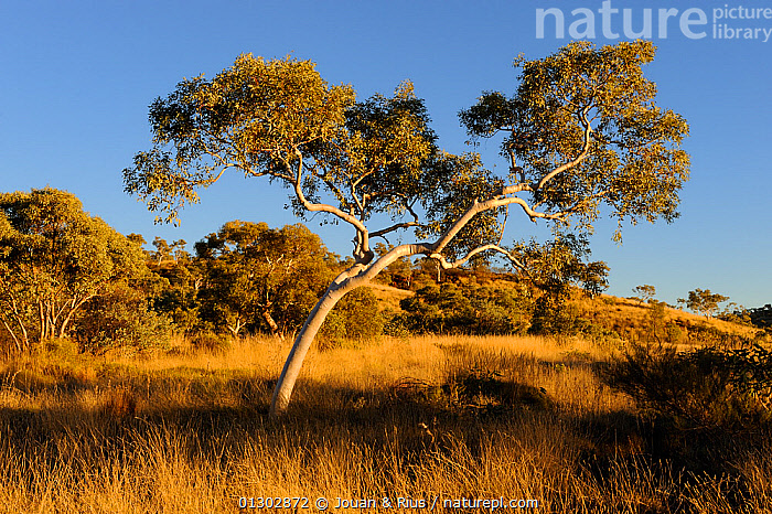 Stock photo of Snappy Gum trees (Eucalyptus leucophloia) Karijini ...