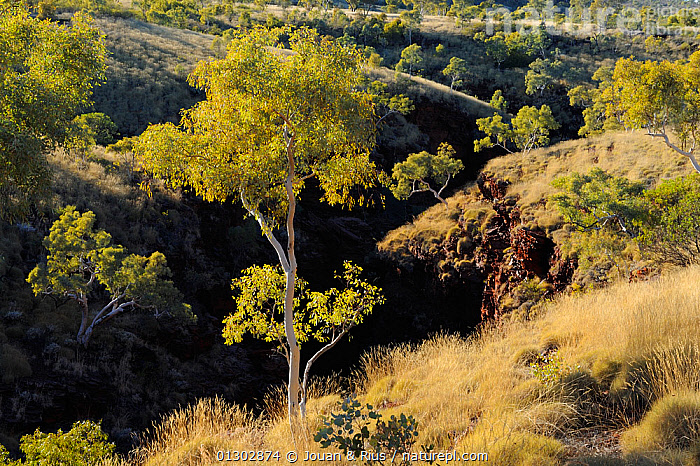 Stock photo of Snappy Gum trees (Eucalyptus leucophloia)on edge of ...