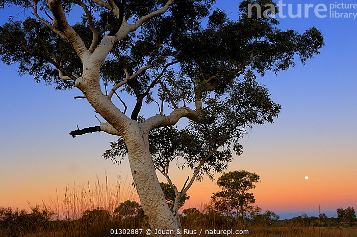 Stock photo of Snappy gum tree (Eucalyptus leucophloia) at sunset, with ...