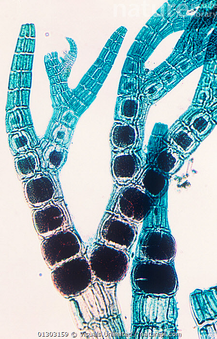 Life Cycle Of Polysiphonia Rhodophyta Red Algae