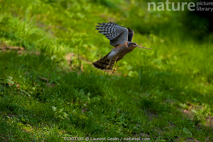 Stock photo of Sparrowhawk (Accipiter nisus) male collecting twigs for ...