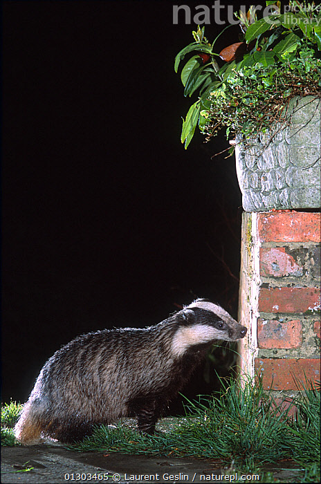 Stock photo of Urban badger (Meles meles) exploring an urban garden at ...