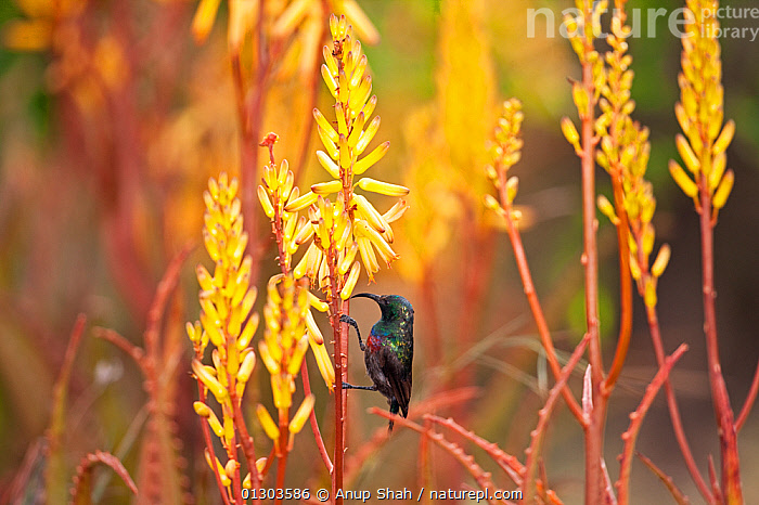 Stock photo of Marico sunbird (Cinnyris / Nectarinia mariquensis ...