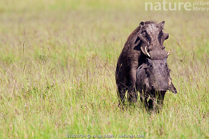 Stock photo of Warthogs mating (Phacochoerus aethiopicus /africanus ...
