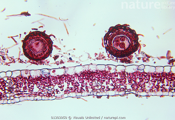 Cross Section Of A Rose