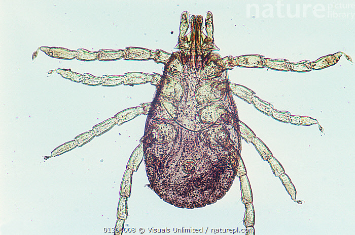 Dermacentor Andersoni