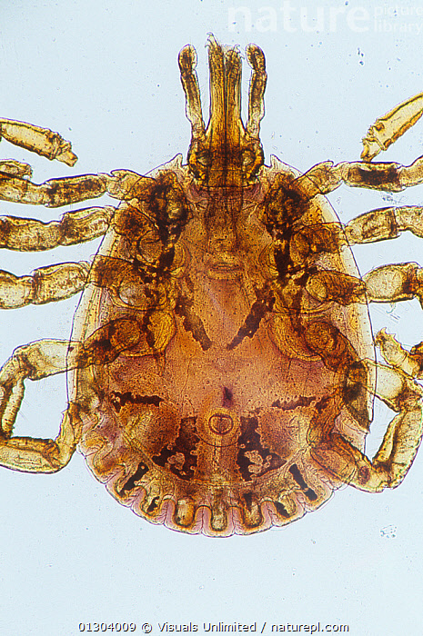 Amblyomma Cajennense