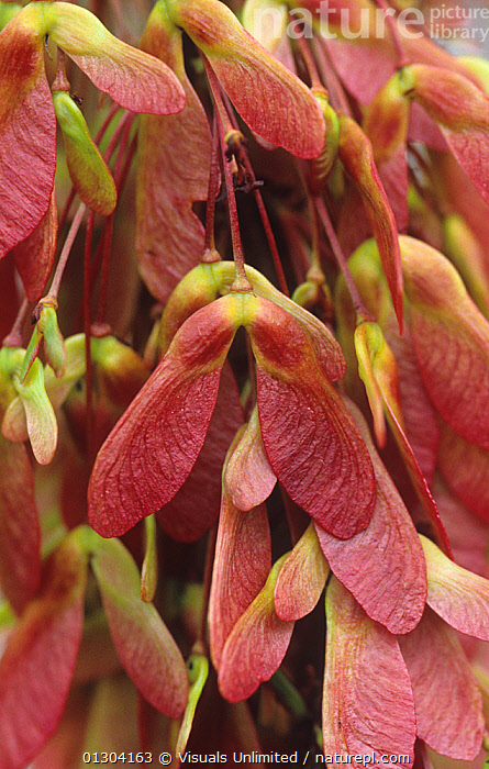 Acer Rubrum Fruit
