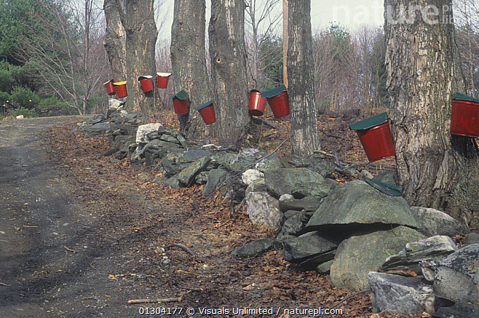 Stock photo of Sugar Maple trees (Acer saccharum) with sap collection ...
