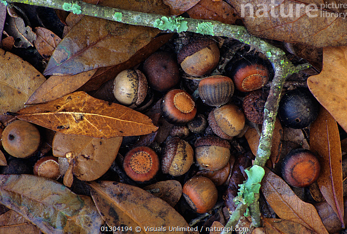 Quercus Phellos Acorns